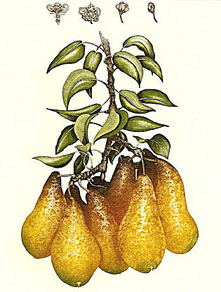 Bryan Poole - Common Pear - Pyrus communis – Art Reserve